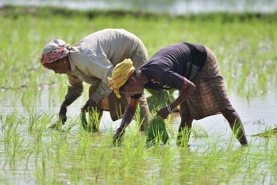 Paddy Field Diseases – Khethari