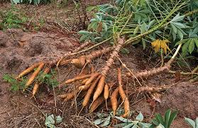 Pest management in Cassava – Khethari