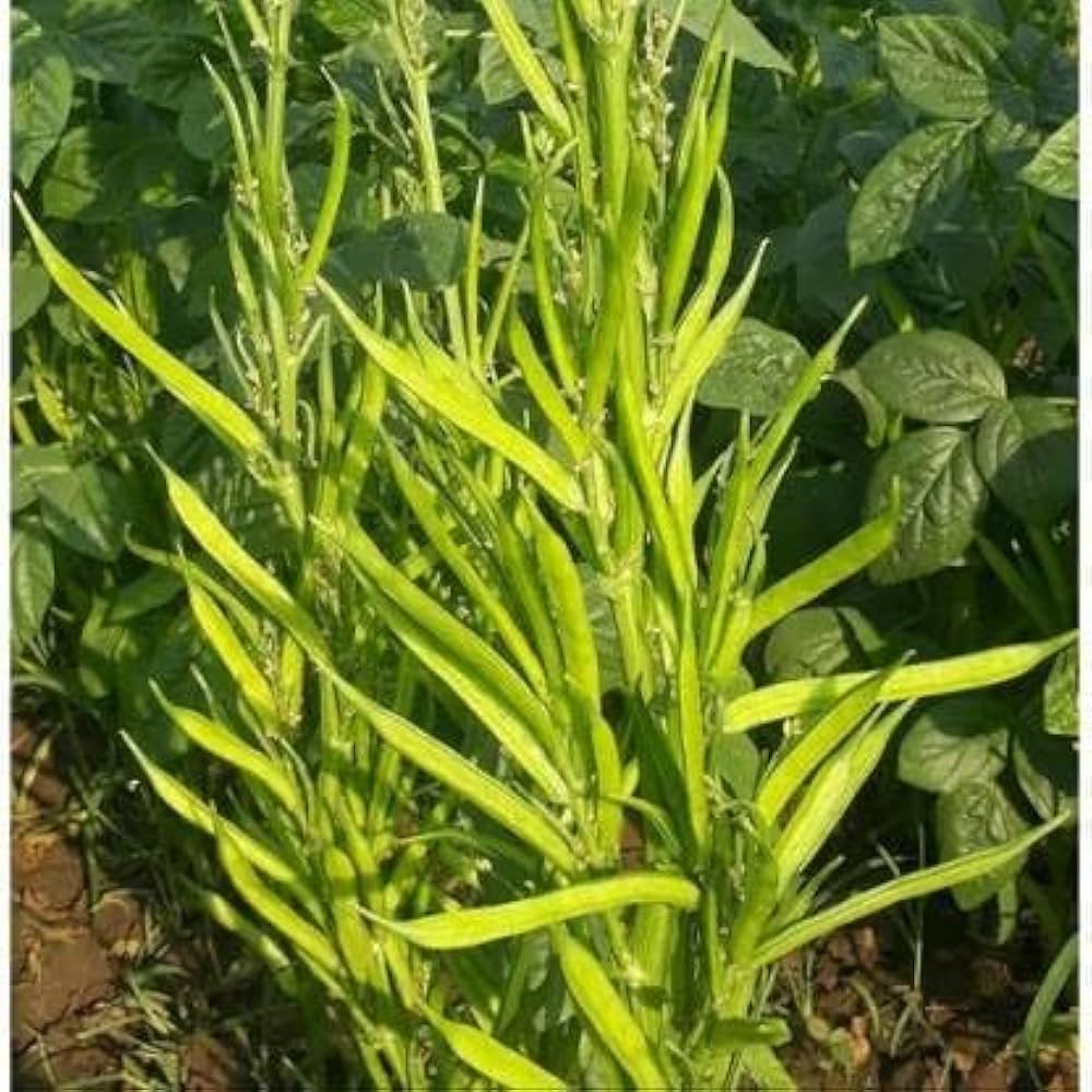 Disease management of Cluster bean – Khethari
