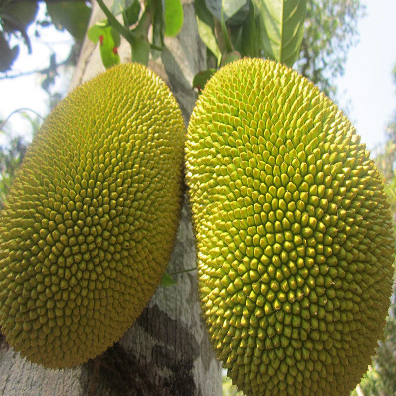 PEST MANAGEMENT IN JACKFRUIT – Khethari