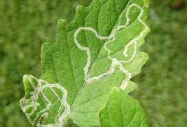 BEST MANAGEMENT OF LEAF MINER IN TOMATO – Khethari