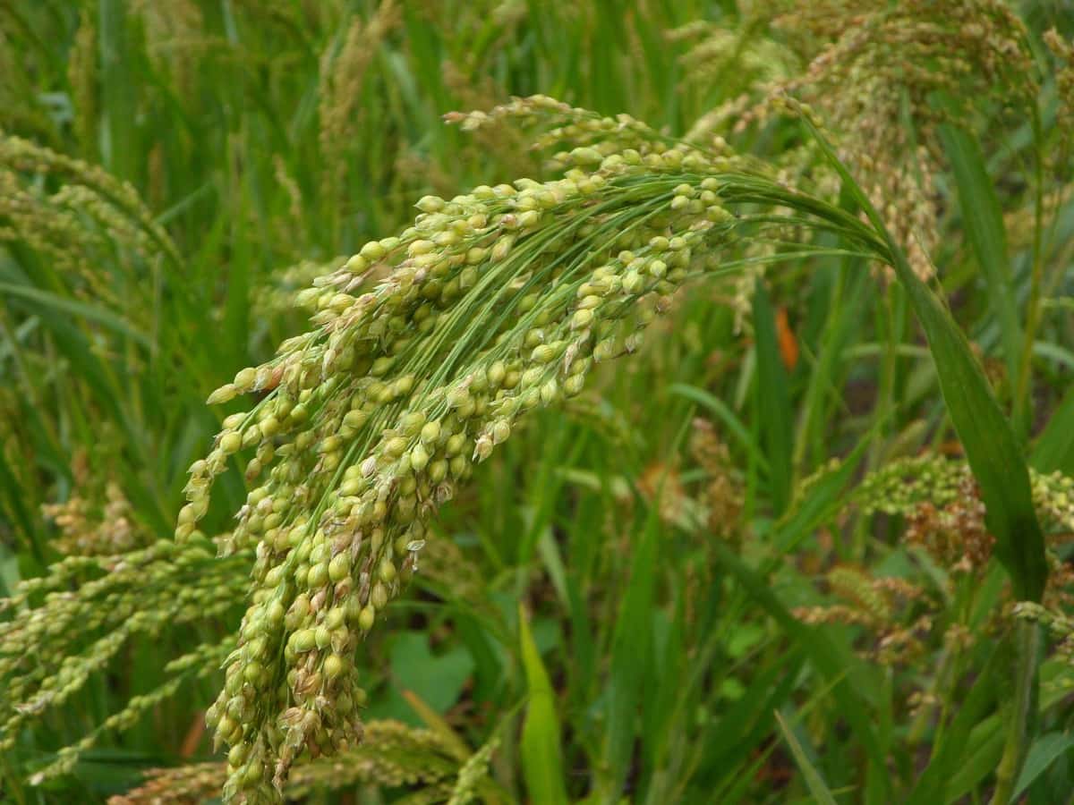 Natural IPM Solutions for Little Millet – Khethari