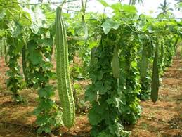 Keeping Your Ridge Gourds Disease-Free – Khethari