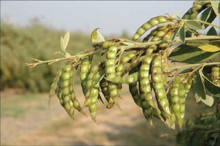 DISEASE MANAGEMENT IN RED GRAM – Khethari
