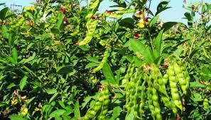 Pest management in Red gram – Khethari