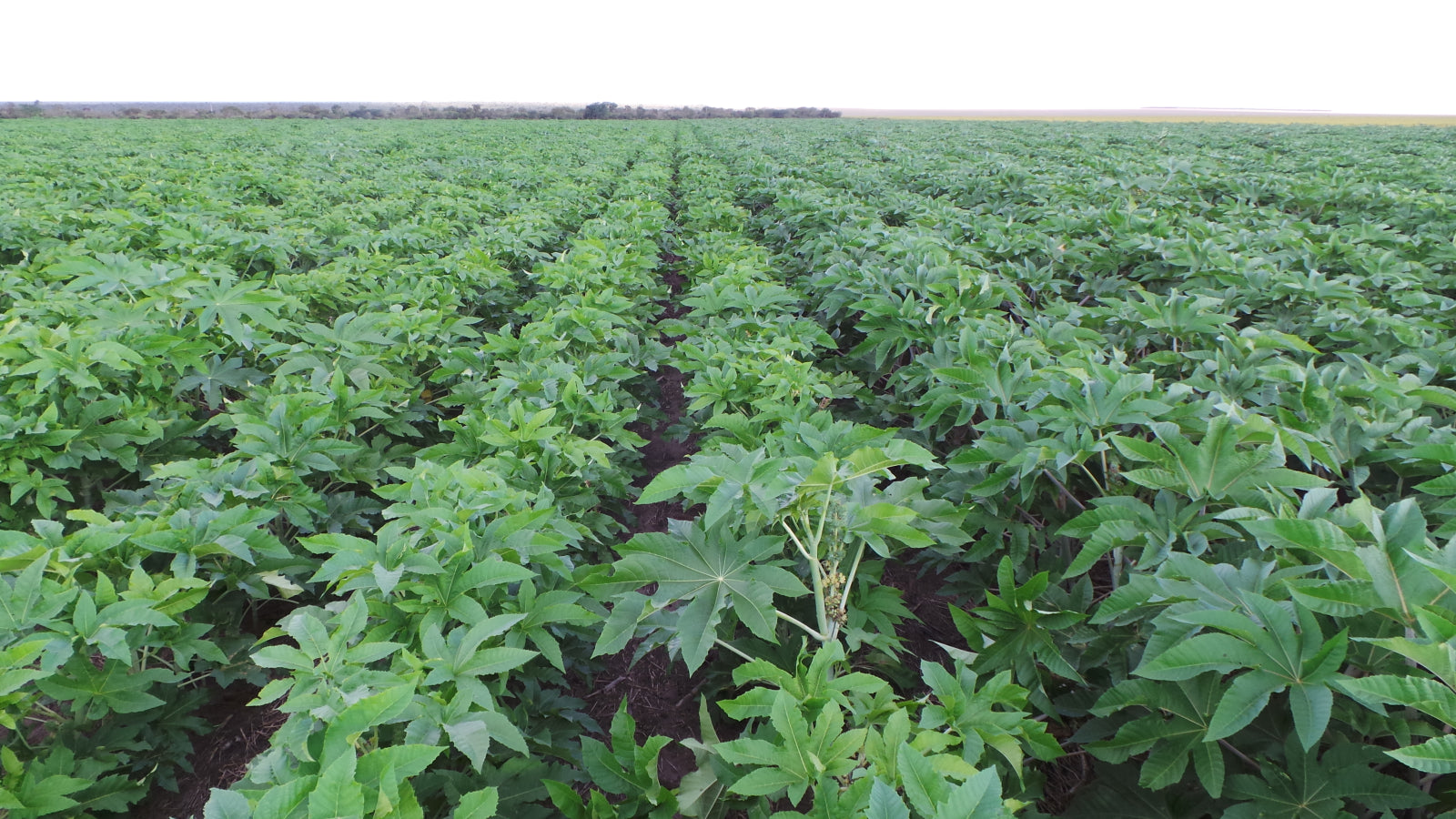 Organic Solutions for Castor Disease Prevention – Khethari