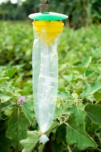 Beginner's Guide to Pheromone Traps – Khethari