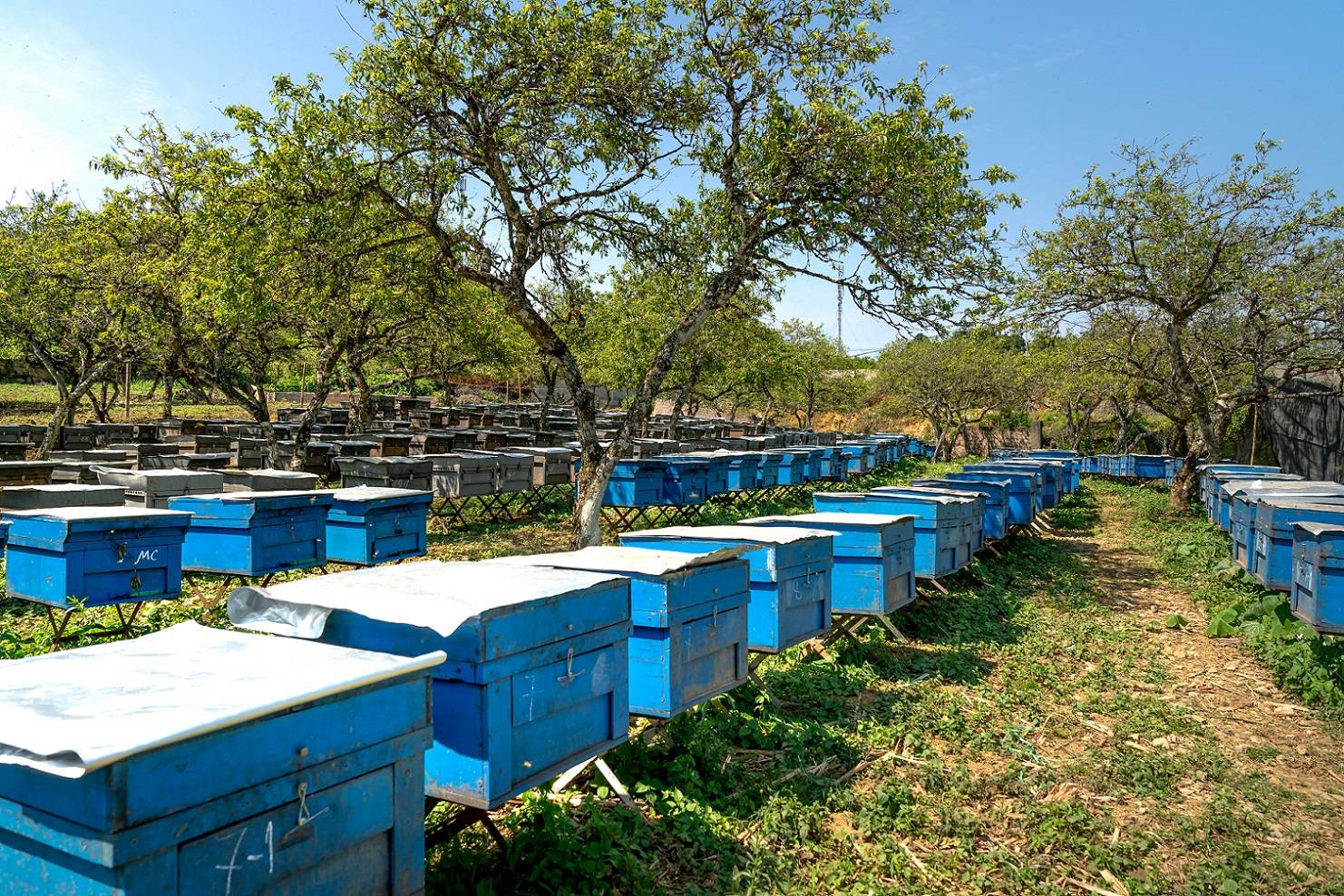 10 Tips for Profitable Beekeeping in India – Khethari
