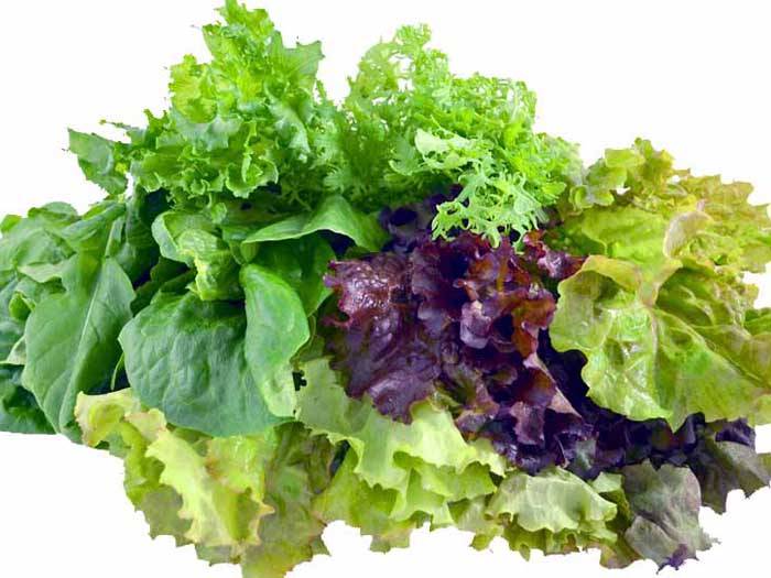 PEST MANAGEMENT IN LETTUCE – Khethari