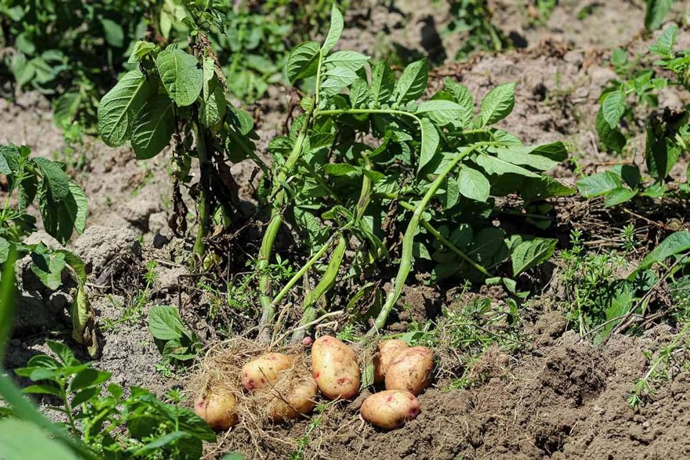 Pest management in Potato – Khethari