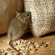 "Farm Rat Management: Tips and Tricks" – Khethari