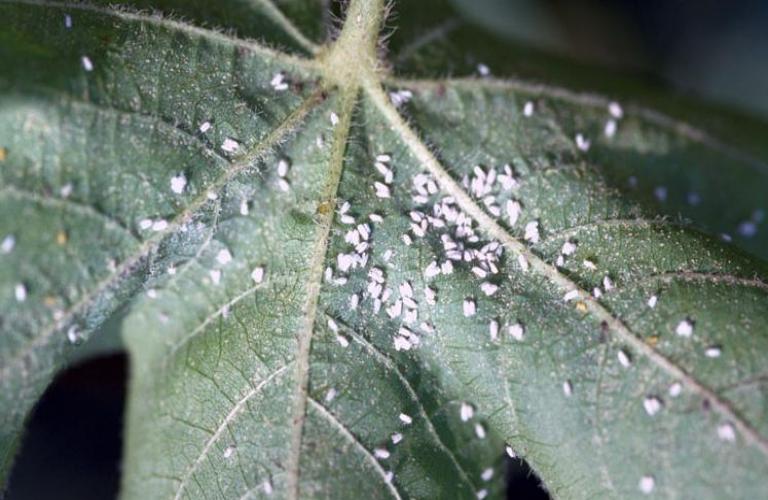 BEST MANAGEMENT OF WHITEFLIES IN COTTON – Khethari
